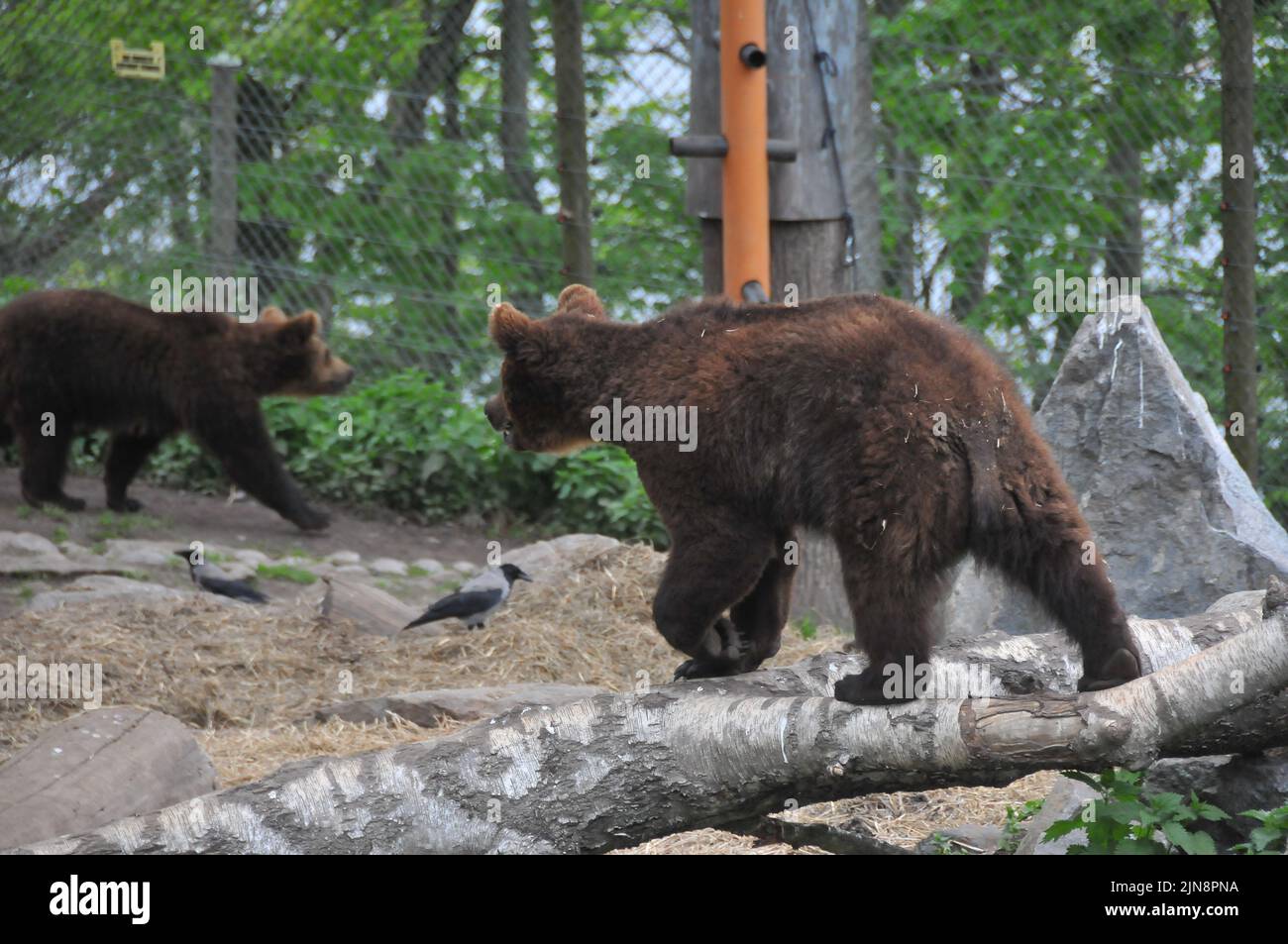 The animals of the zoo of Skansen Stock Photo - Alamy