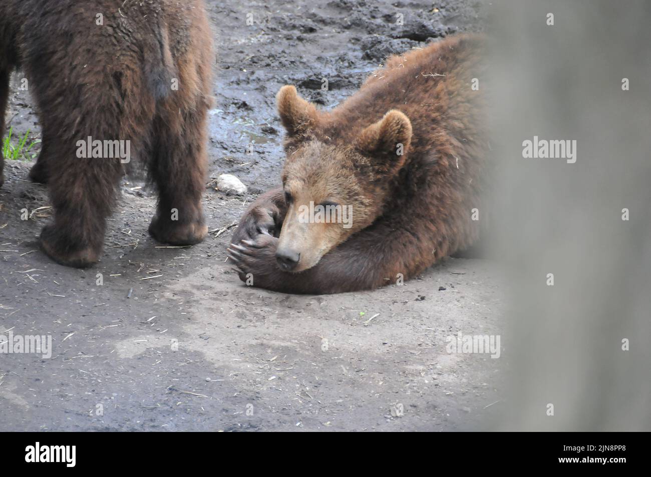 The animals of the zoo of Skansen Stock Photo - Alamy