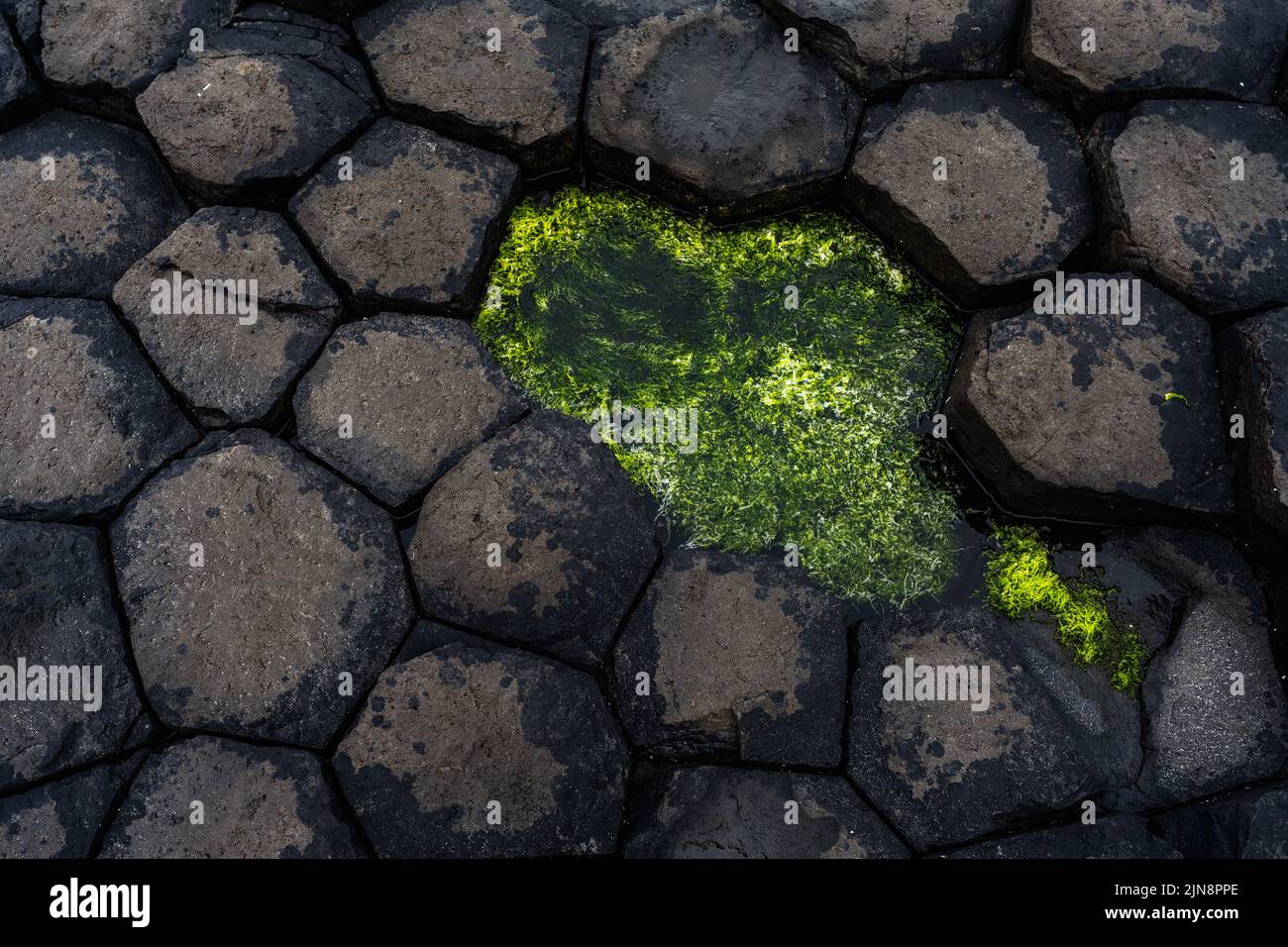 A close-up detail view of the volcanic hexagon basalt rock columns of ...