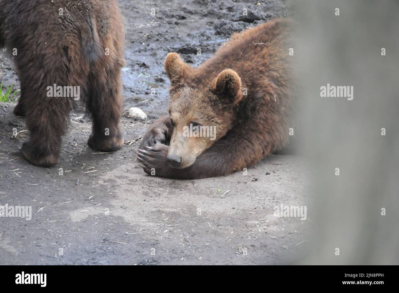 The animals of the zoo of Skansen Stock Photo - Alamy