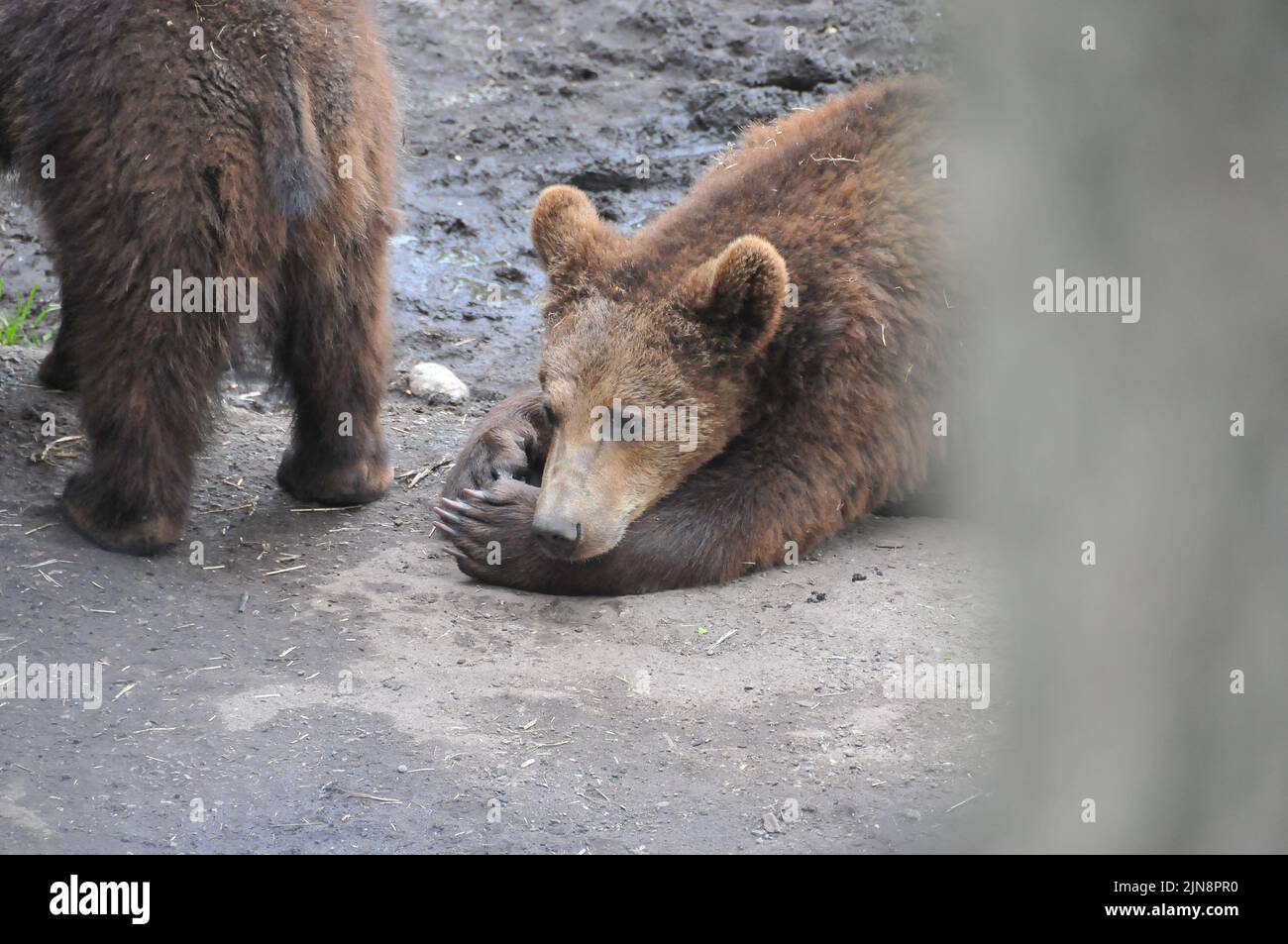 The animals of the zoo of Skansen Stock Photo - Alamy