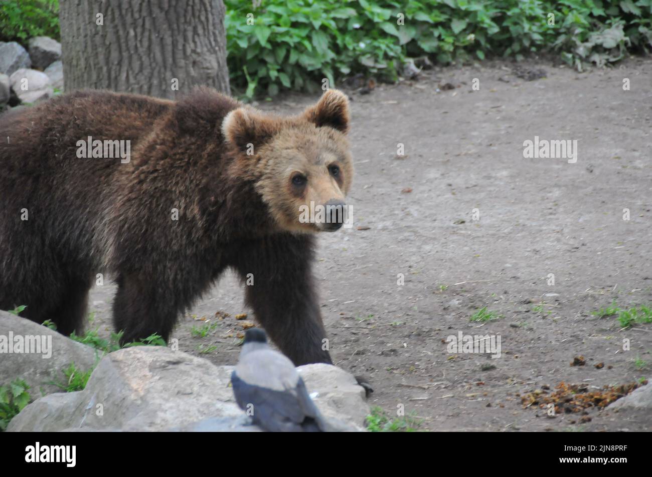 The animals of the zoo of Skansen Stock Photo - Alamy