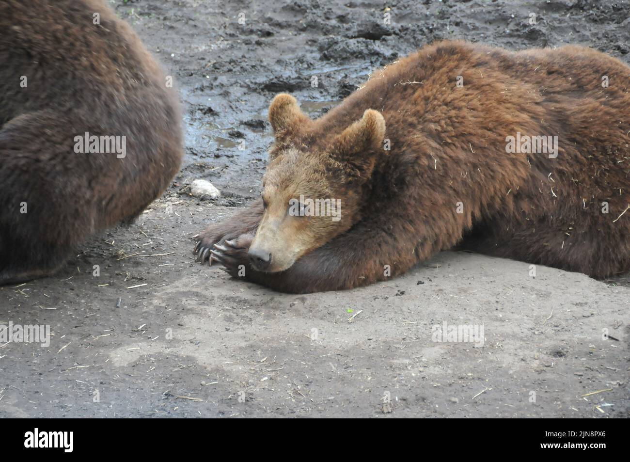 The animals of the zoo of Skansen Stock Photo - Alamy