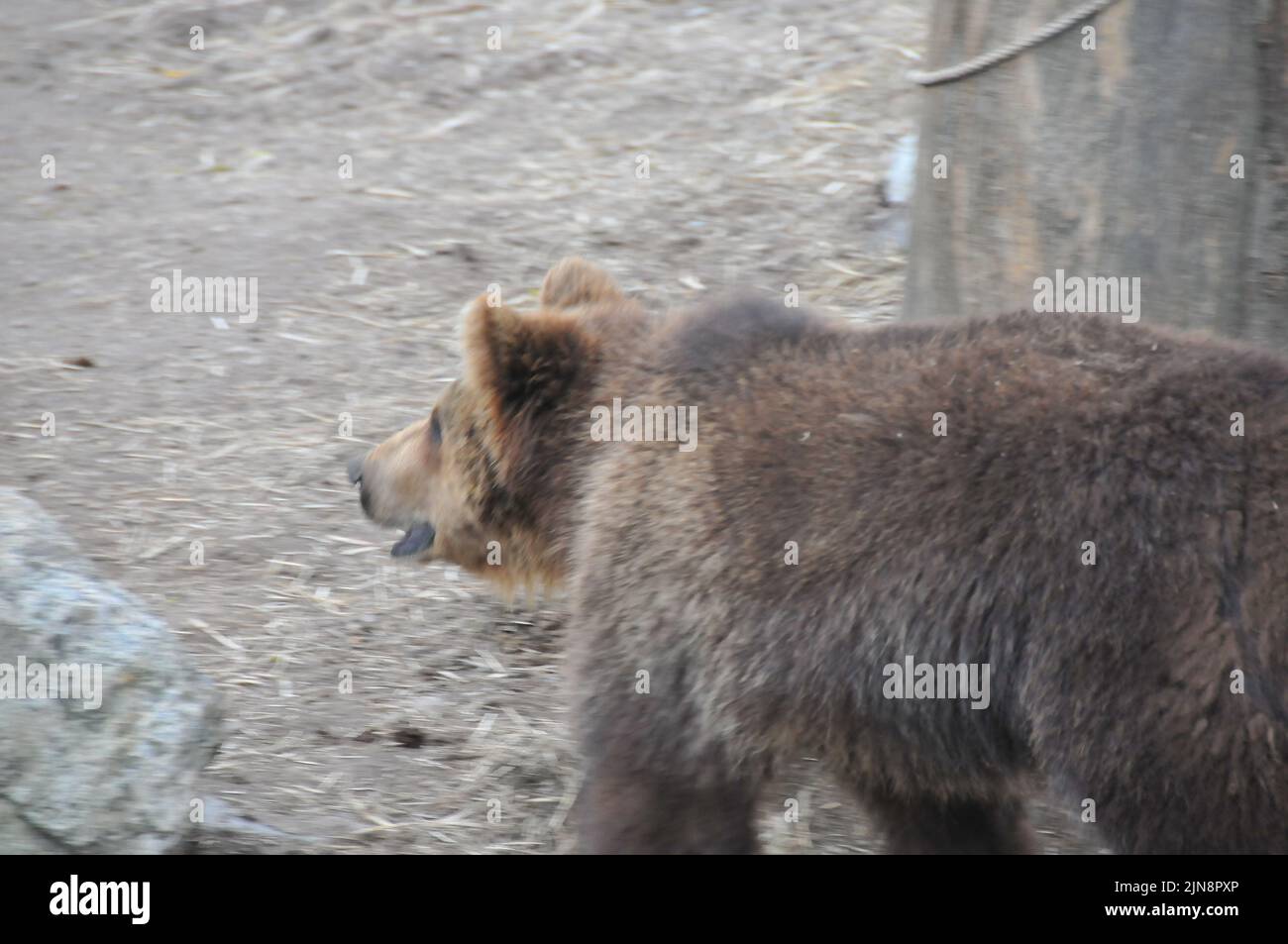 The animals of the zoo of Skansen Stock Photo - Alamy