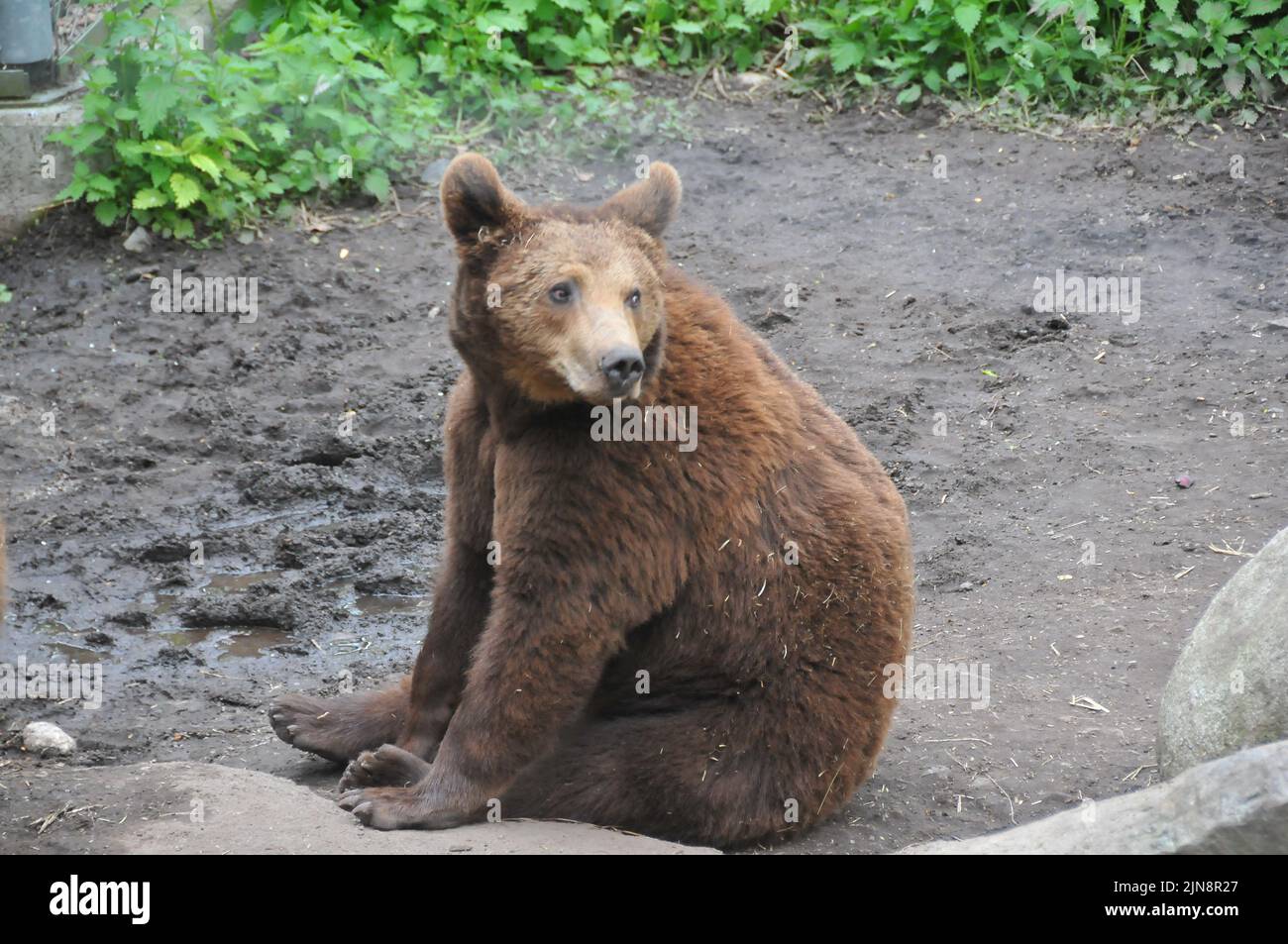 The animals of the zoo of Skansen Stock Photo - Alamy