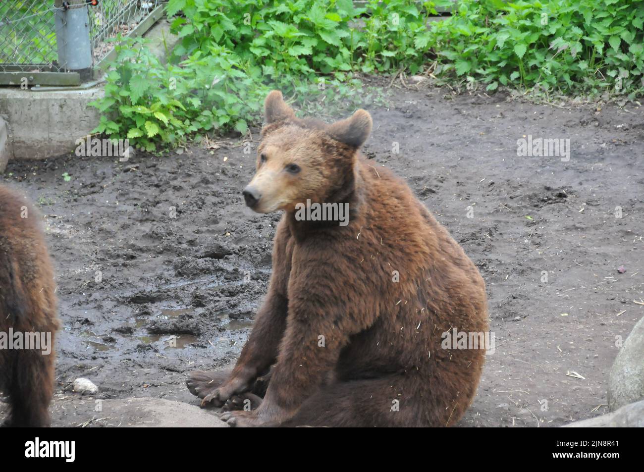 The animals of the zoo of Skansen Stock Photo - Alamy