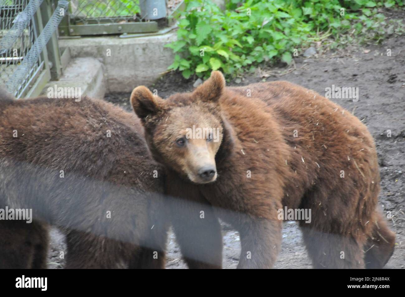 The animals of the zoo of Skansen Stock Photo - Alamy
