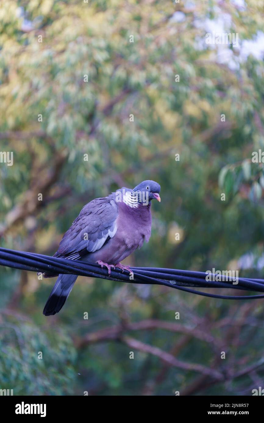 A pigeon standing on wire Stock Photo - Alamy