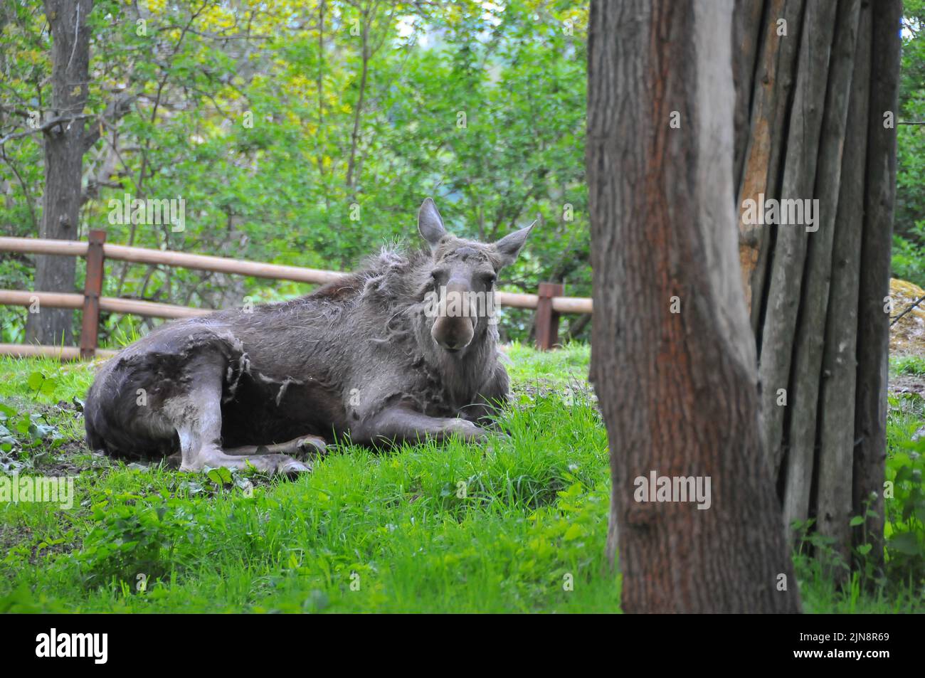 The animals of the zoo of Skansen Stock Photo - Alamy