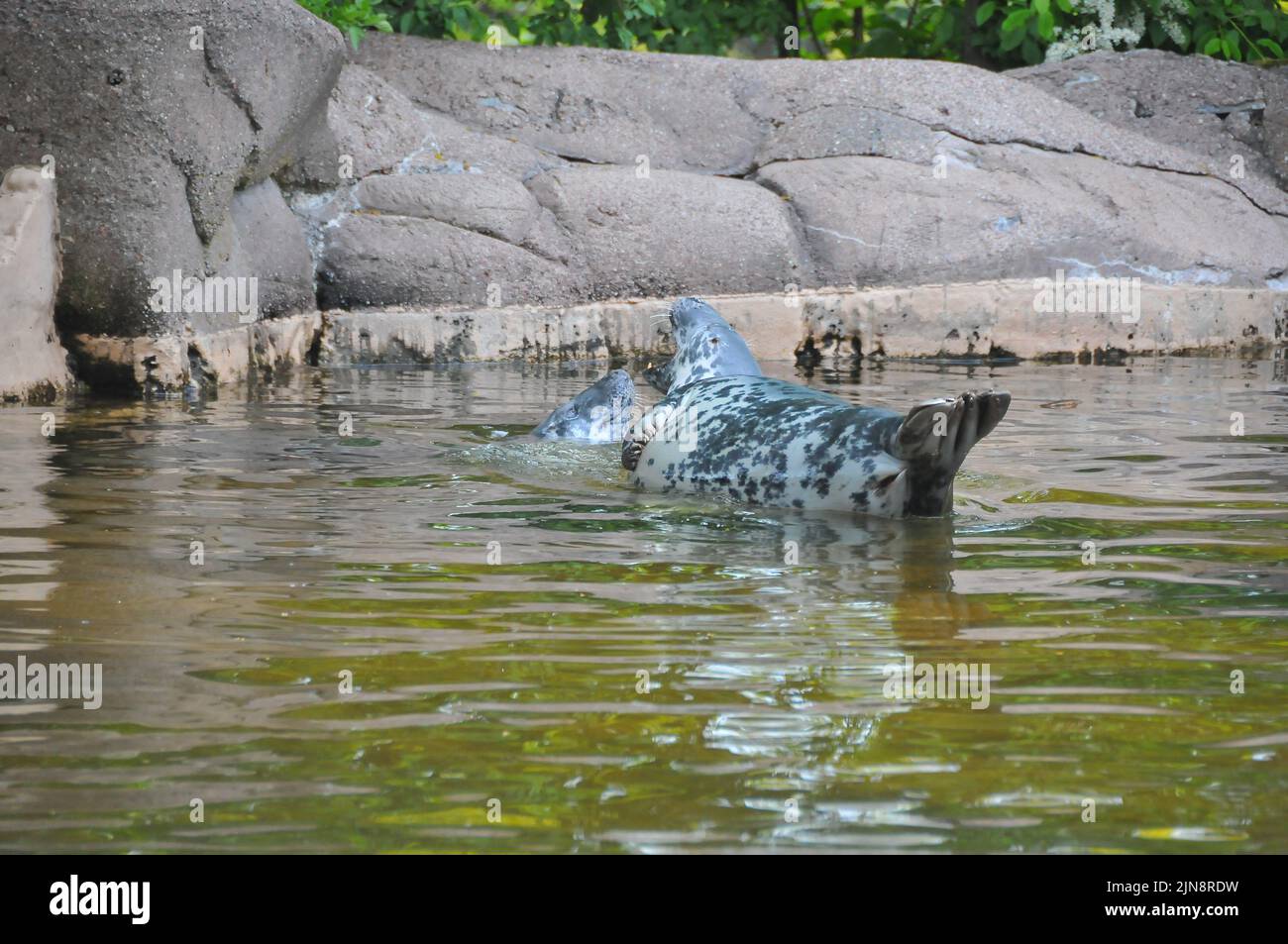 The animals of the zoo of Skansen Stock Photo - Alamy