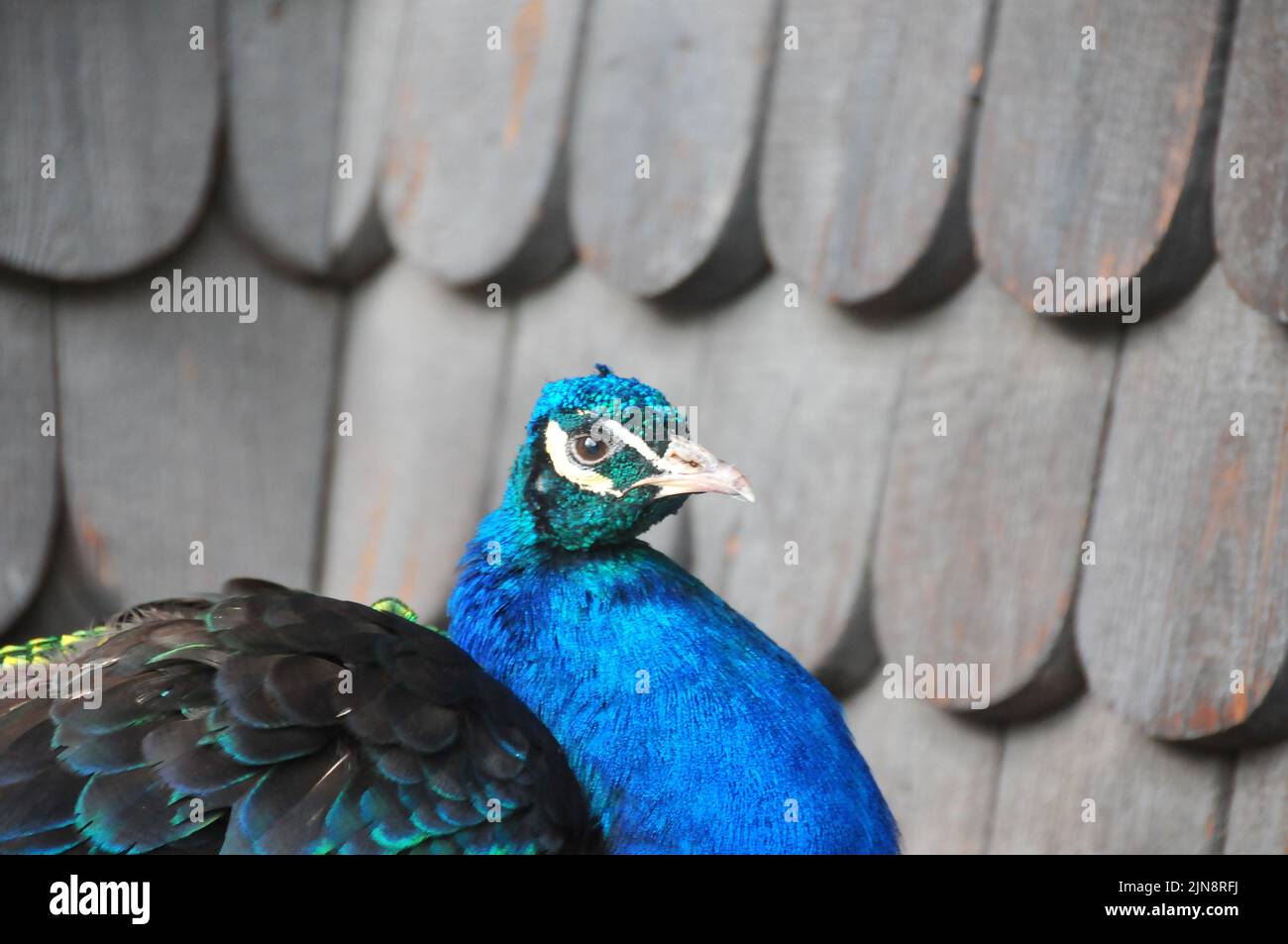 The animals of the zoo of Skansen Stock Photo - Alamy