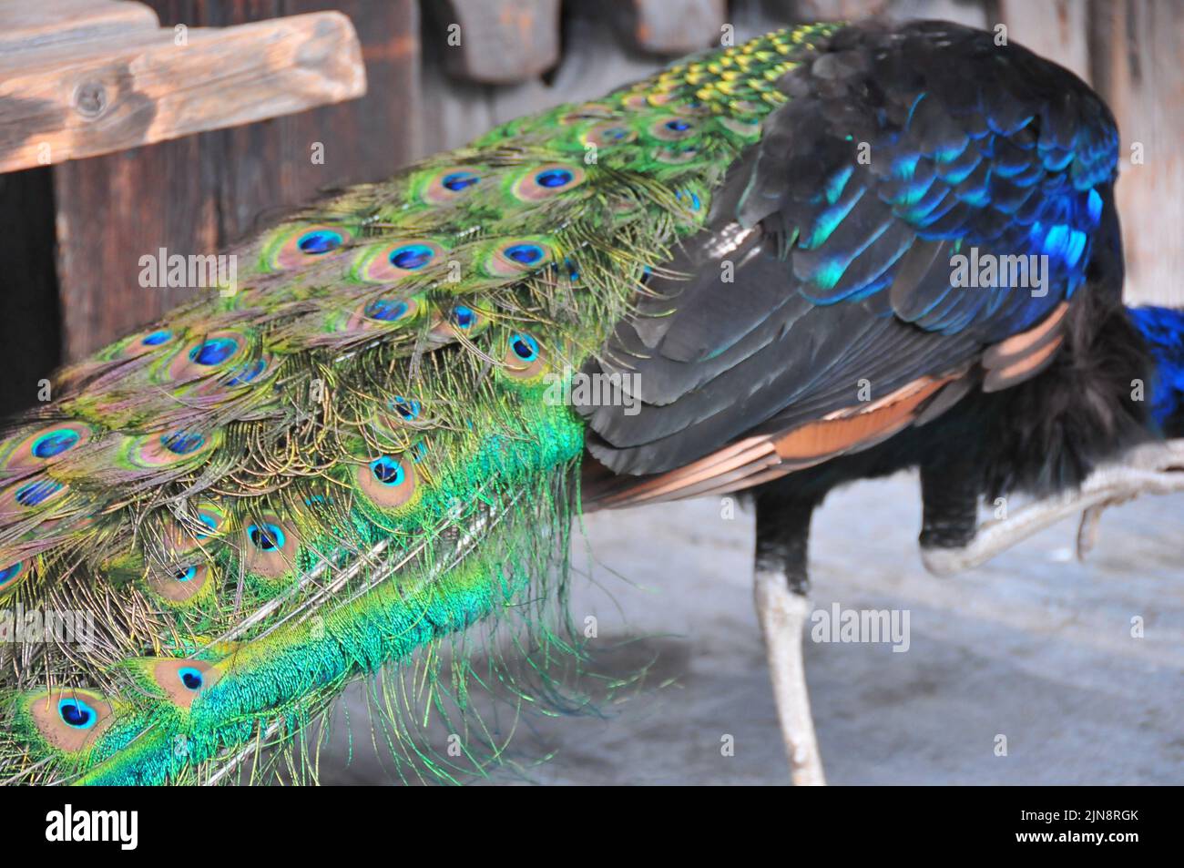 The animals of the zoo of Skansen Stock Photo - Alamy