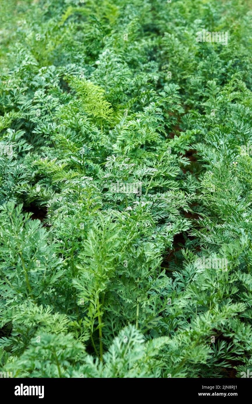 Bushes of fresh parsley grows on a bed on a vegetable farm as floral ...