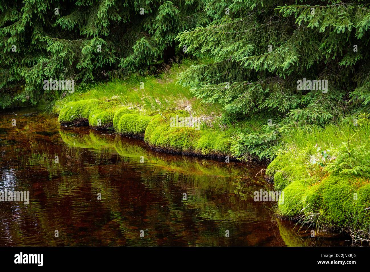 Fresh green moss on mountain stream bank, young spruce and golden brown ...