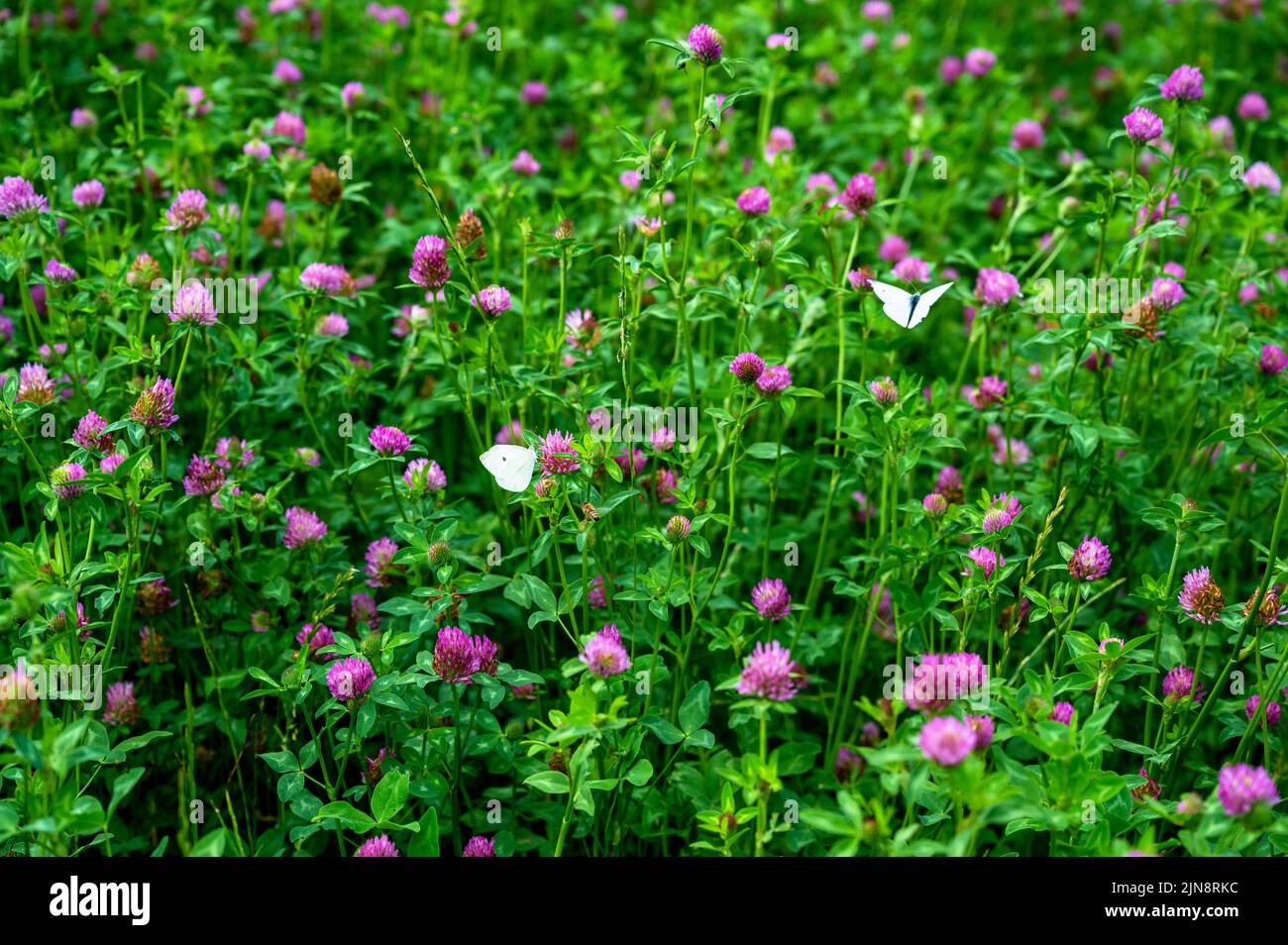Fresh geeen field of blooming red clover. This plant is medicinal herb ...