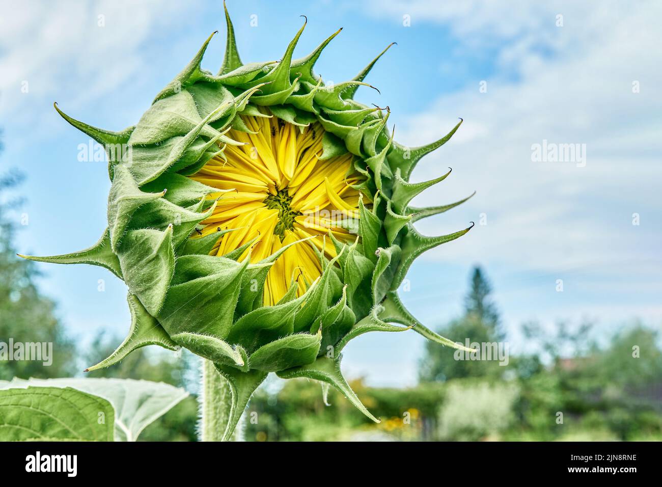 Half closed sunflower with yellow petals grows in rural field against ...