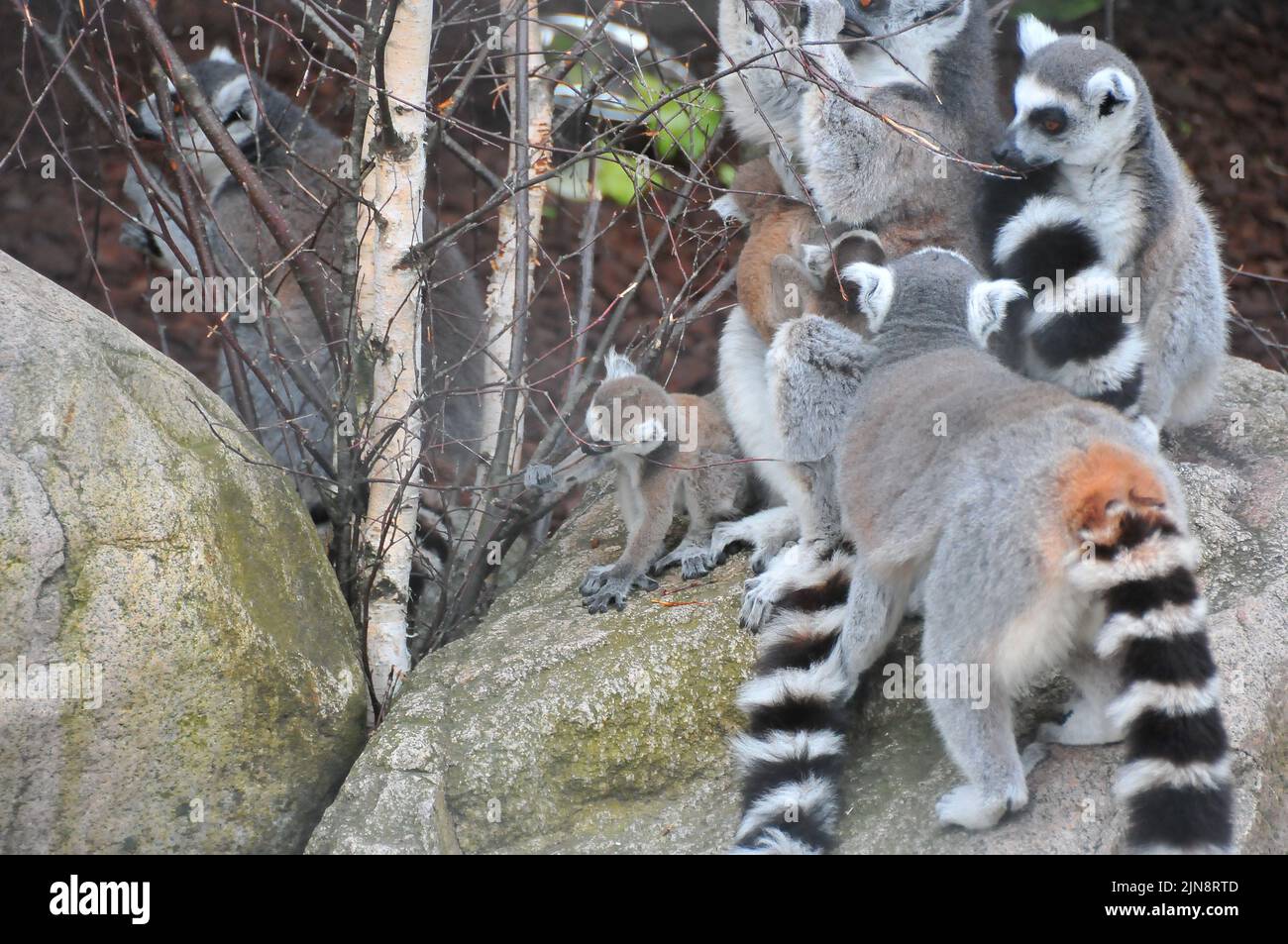 The animals of the zoo of Skansen Stock Photo - Alamy