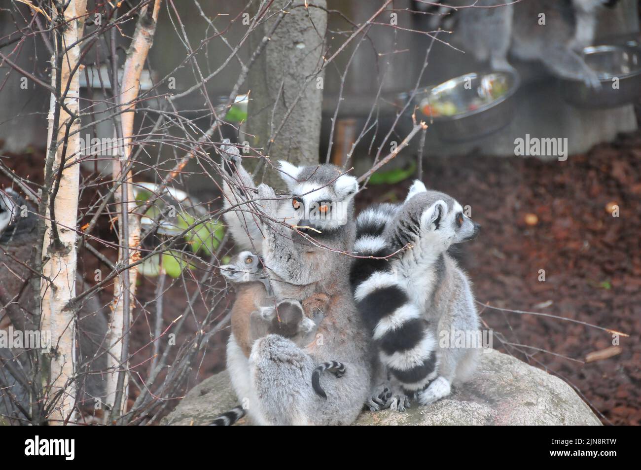 The animals of the zoo of Skansen Stock Photo - Alamy
