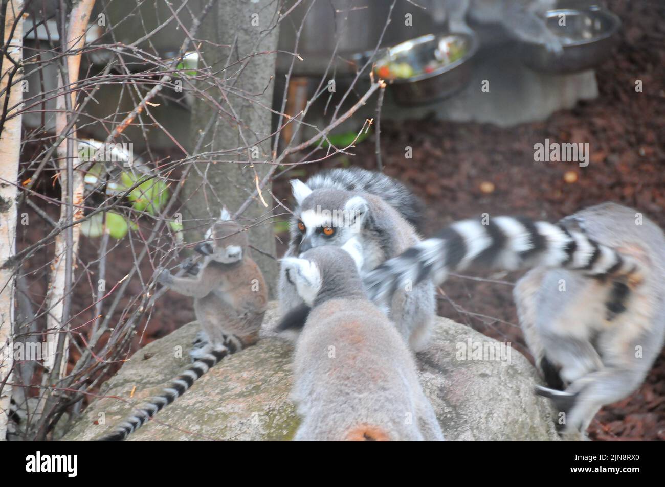 The animals of the zoo of Skansen Stock Photo - Alamy