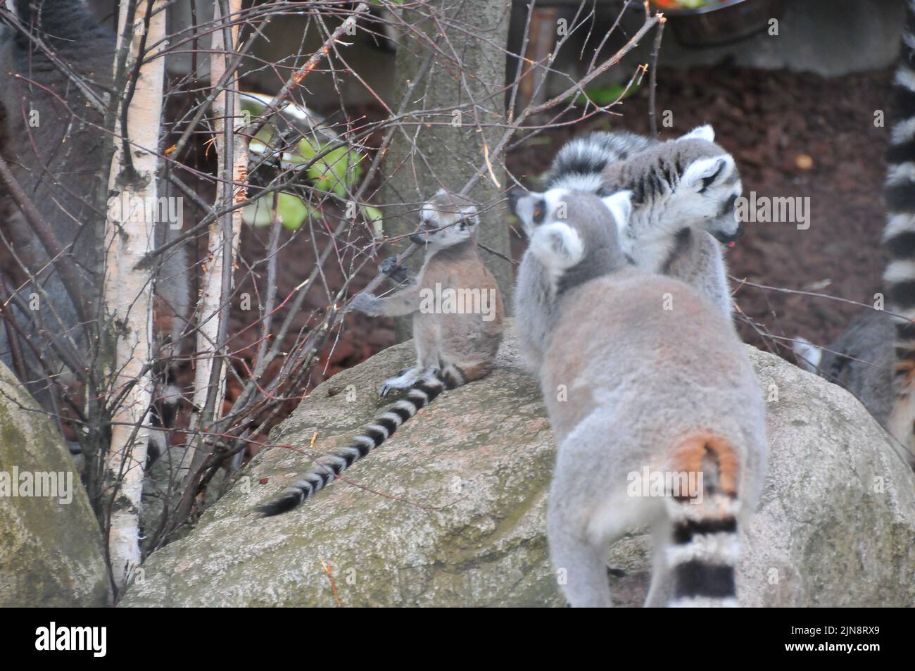 The animals of the zoo of Skansen Stock Photo - Alamy