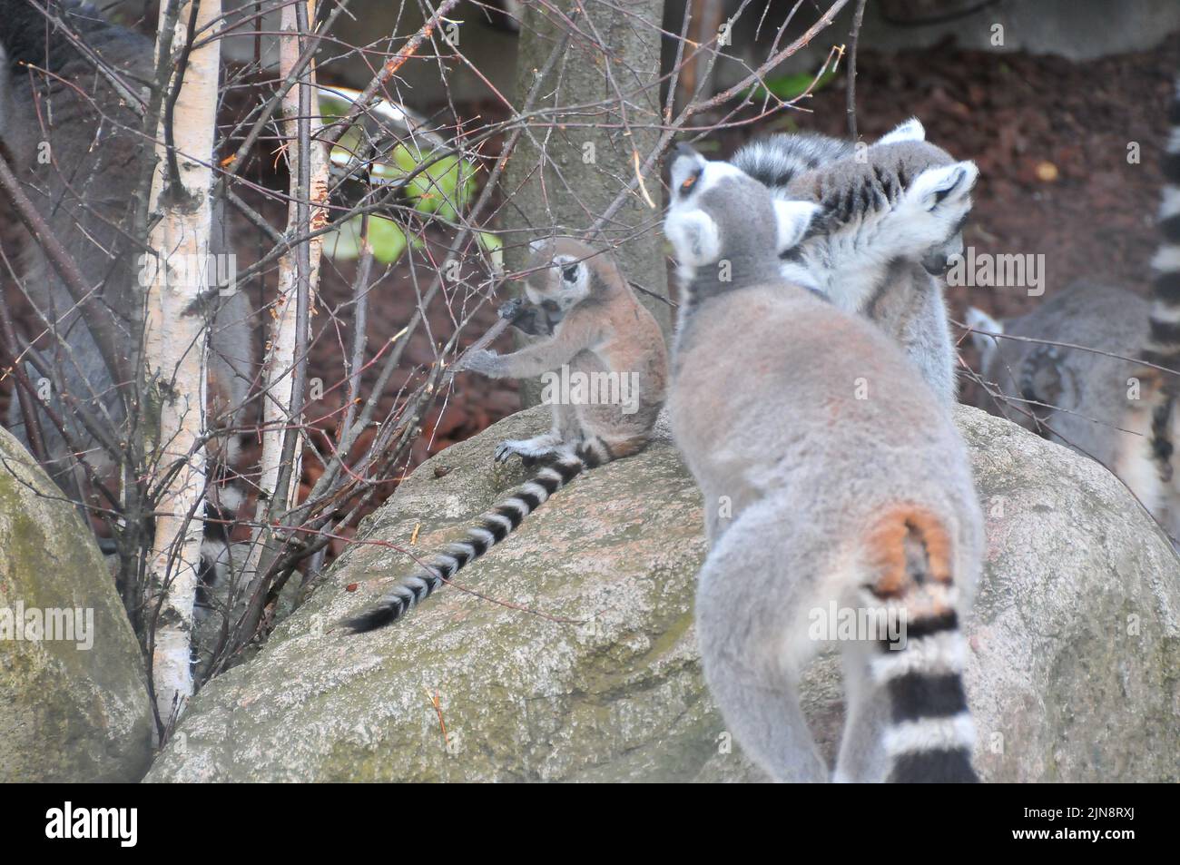 The animals of the zoo of Skansen Stock Photo - Alamy