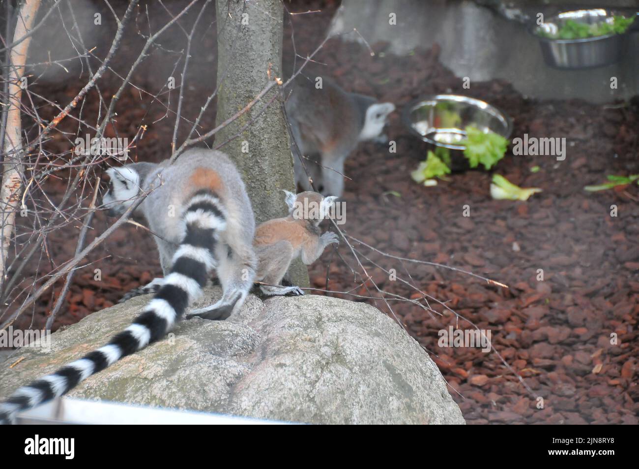The animals of the zoo of Skansen Stock Photo - Alamy