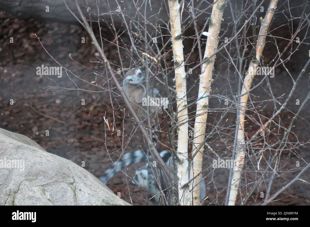 The animals of the zoo of Skansen Stock Photo - Alamy