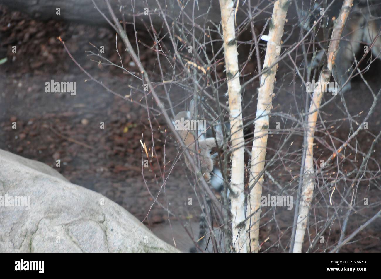 The animals of the zoo of Skansen Stock Photo - Alamy