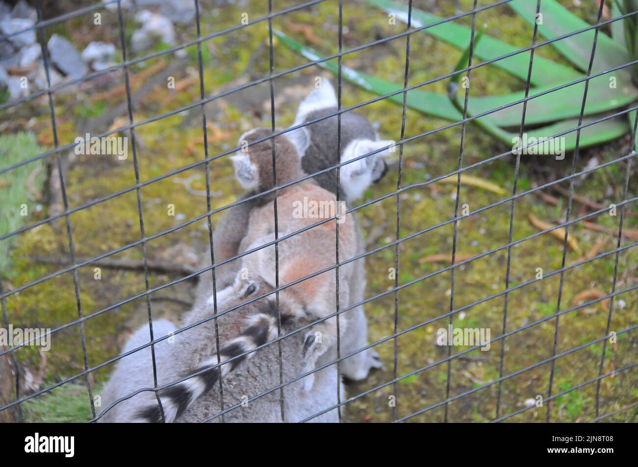 The animals of the zoo of Skansen Stock Photo - Alamy
