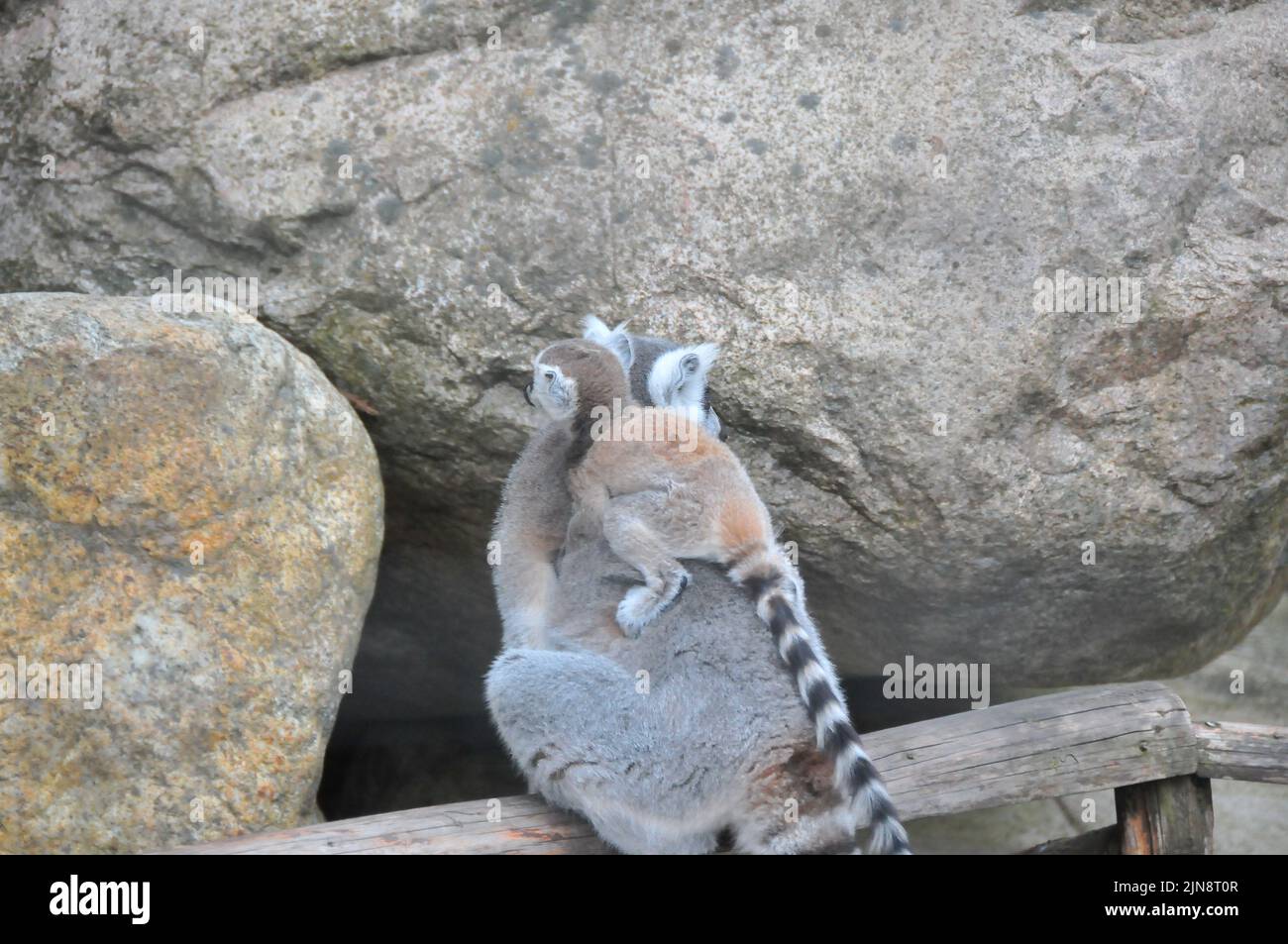 The animals of the zoo of Skansen Stock Photo - Alamy