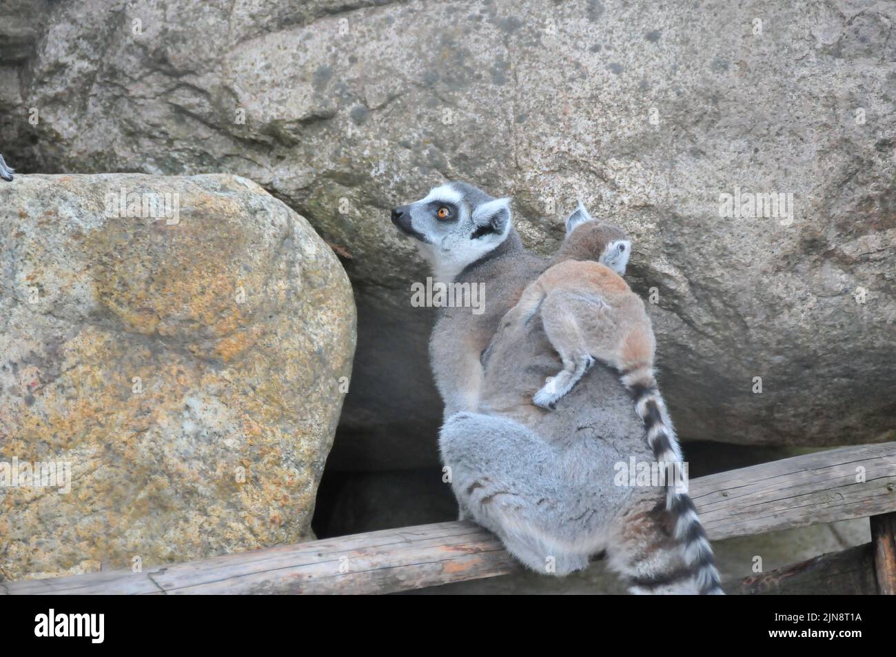 The animals of the zoo of Skansen Stock Photo - Alamy