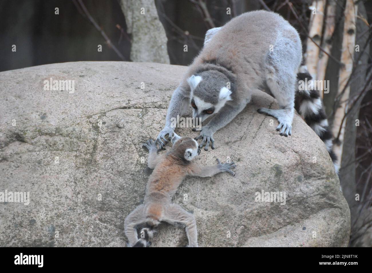 The animals of the zoo of Skansen Stock Photo - Alamy