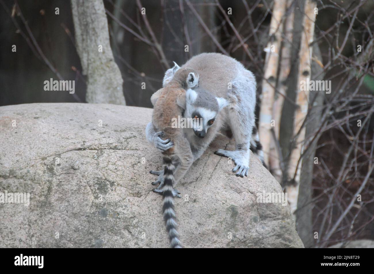 The animals of the zoo of Skansen Stock Photo - Alamy