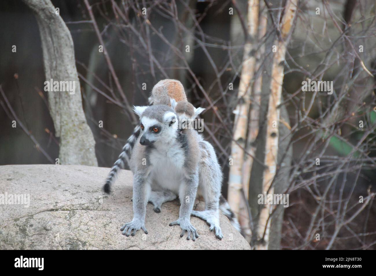 The animals of the zoo of Skansen Stock Photo - Alamy