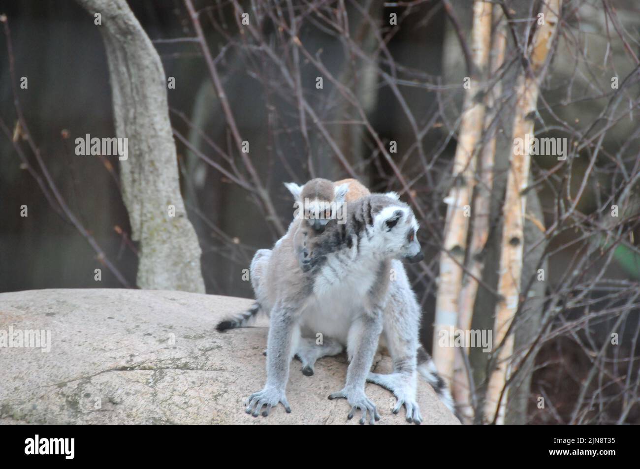 The animals of the zoo of Skansen Stock Photo - Alamy