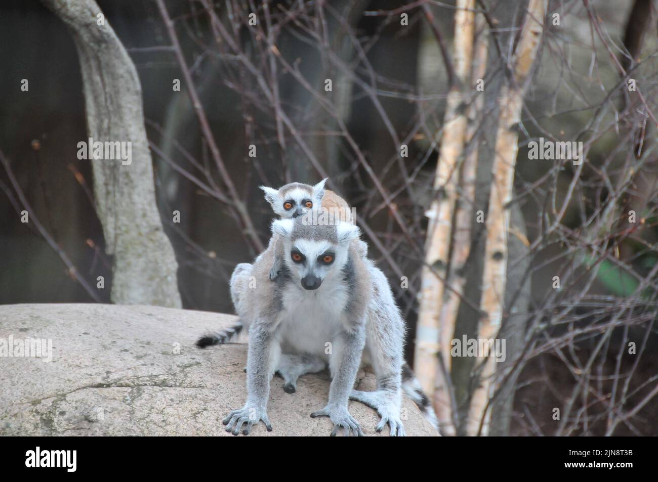 The animals of the zoo of Skansen Stock Photo - Alamy