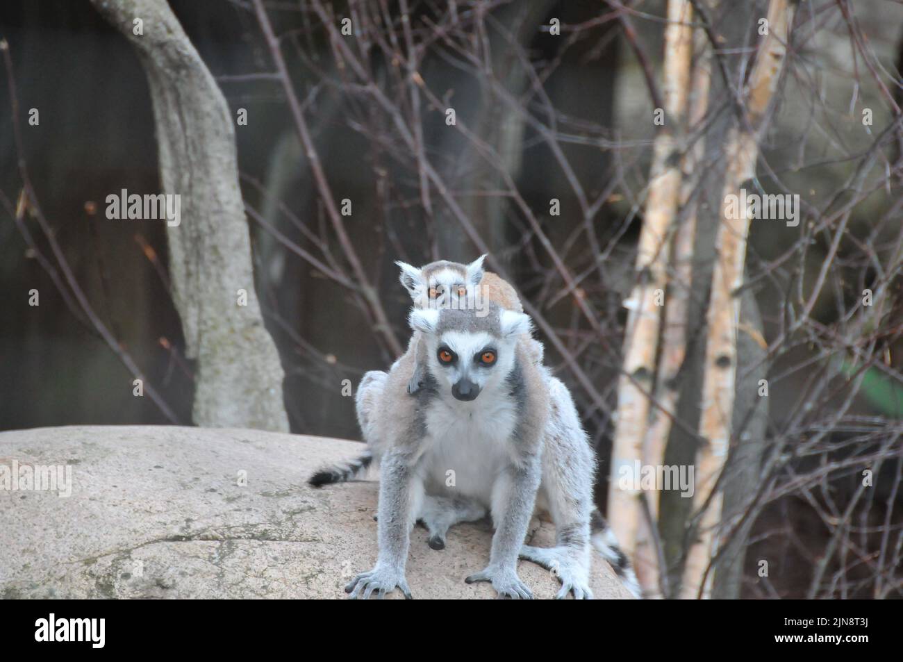 Skansen zoological garden hi-res stock photography and images - Alamy