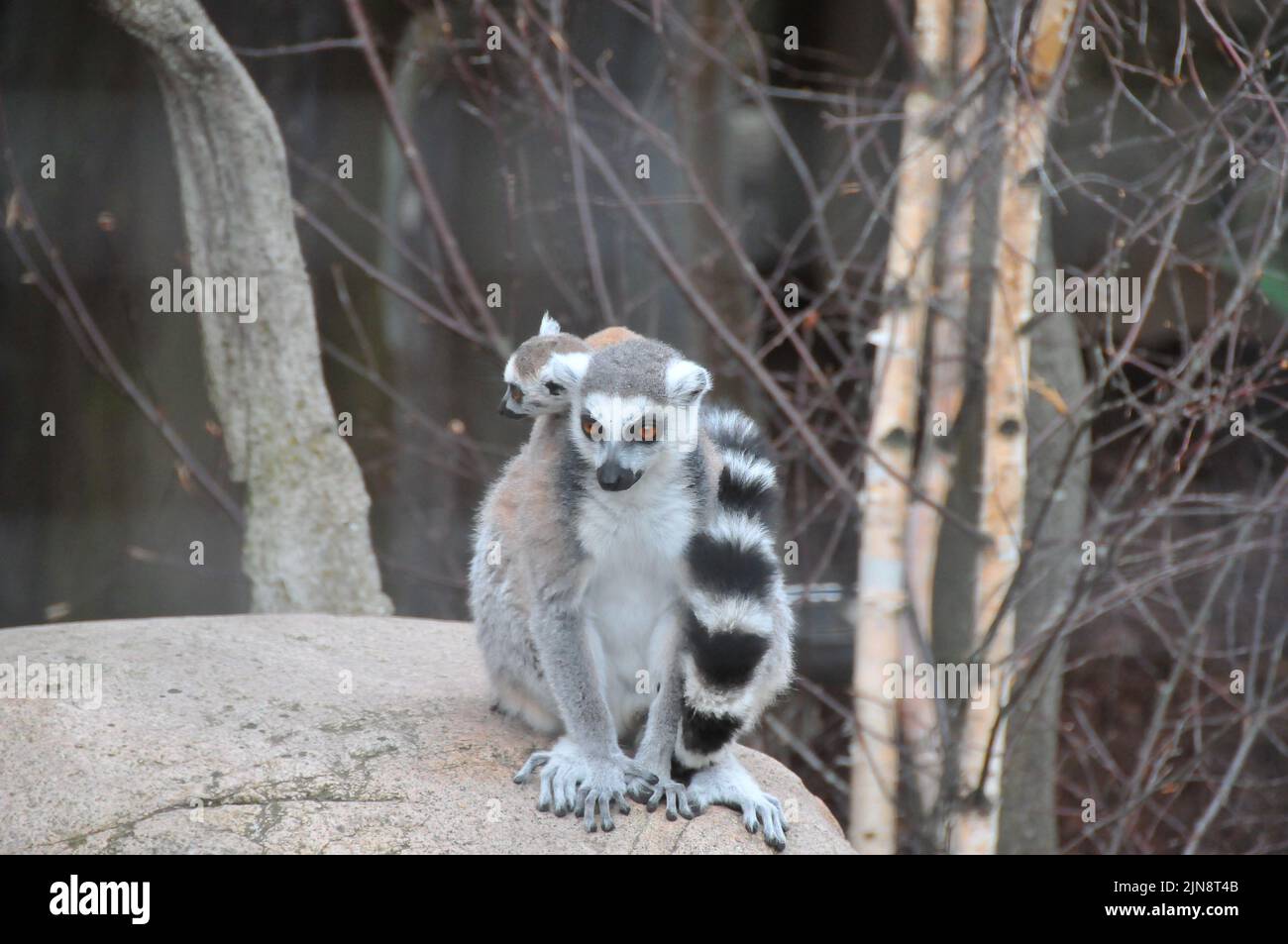 The animals of the zoo of Skansen Stock Photo - Alamy