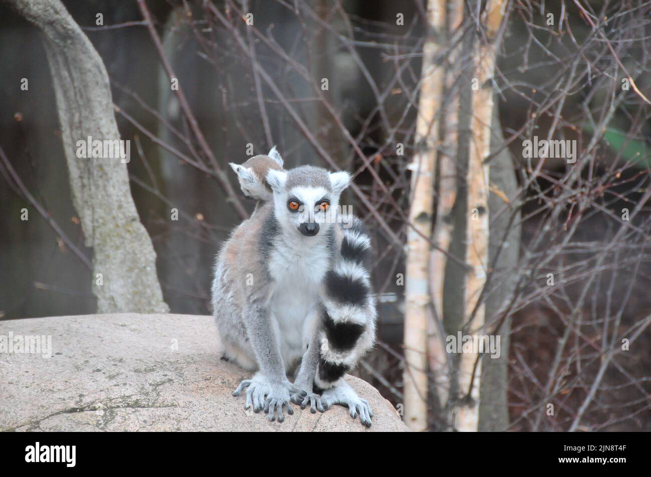 The animals of the zoo of Skansen Stock Photo - Alamy