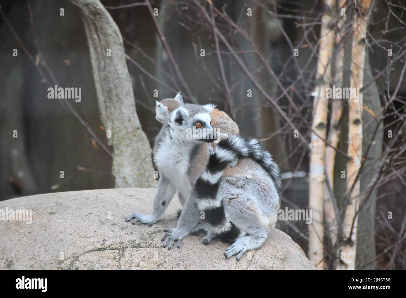 The animals of the zoo of Skansen Stock Photo - Alamy