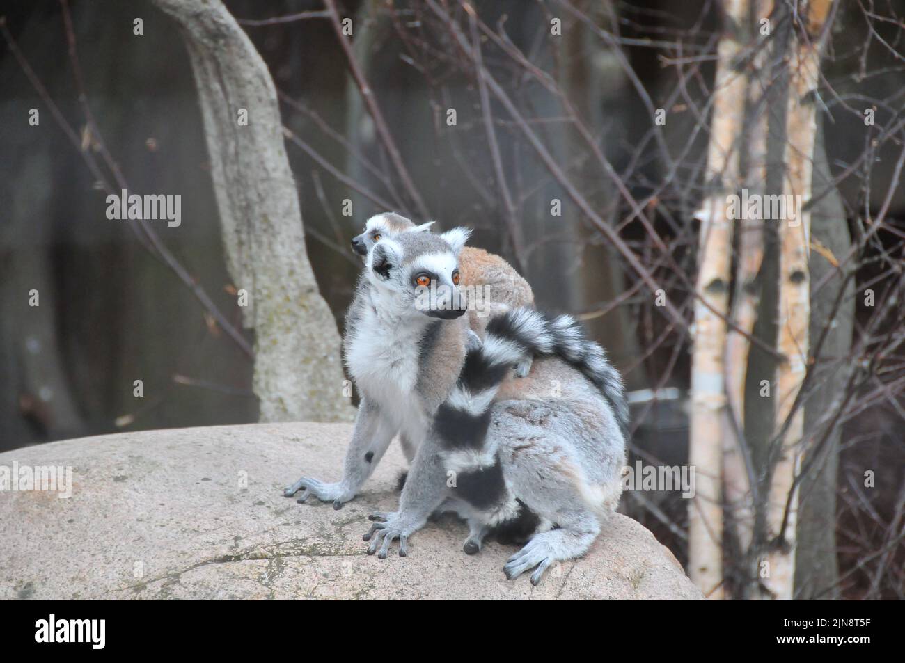 The animals of the zoo of Skansen Stock Photo - Alamy