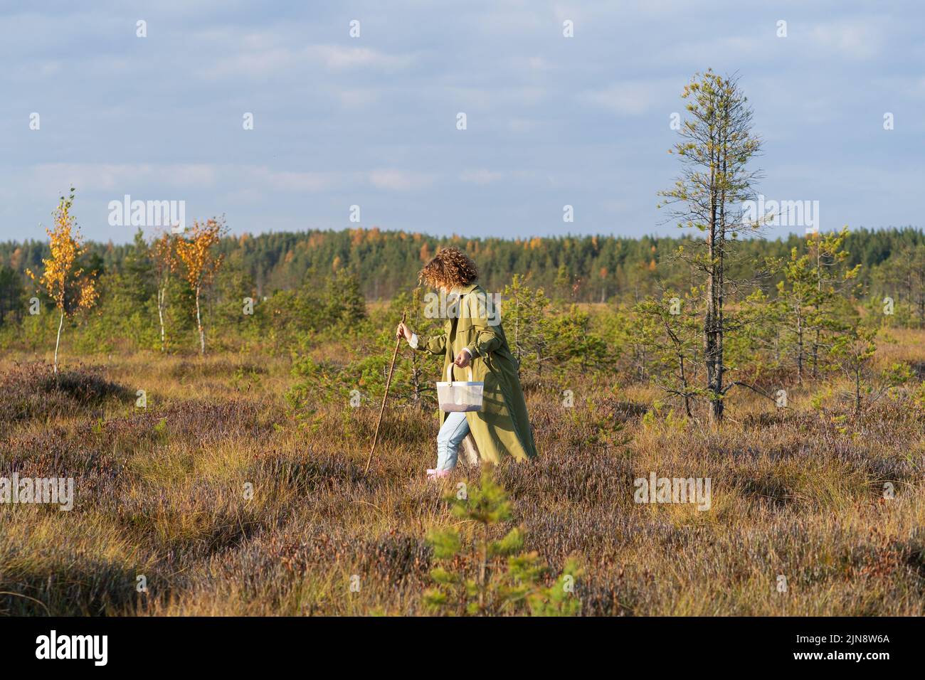 Stylish girl walk on swamp pick cranberries and other seasonal berries ...