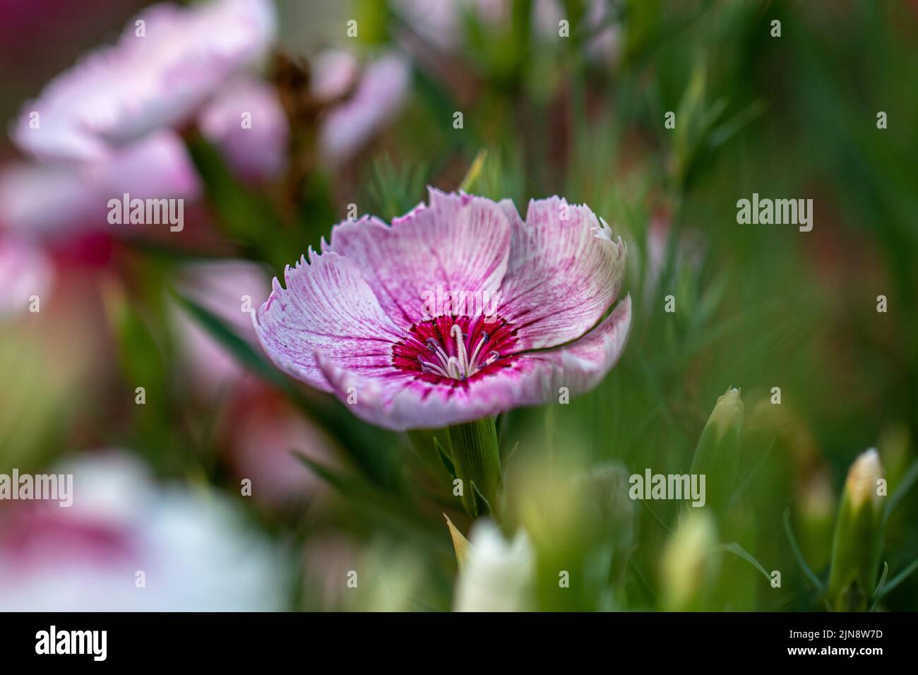 Dianthus chinensis l hi-res stock photography and images - Alamy