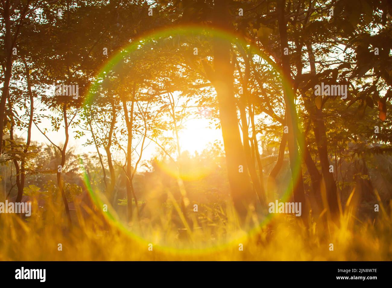 A magical circle of rainbow rays from the sun shines through a forest ...