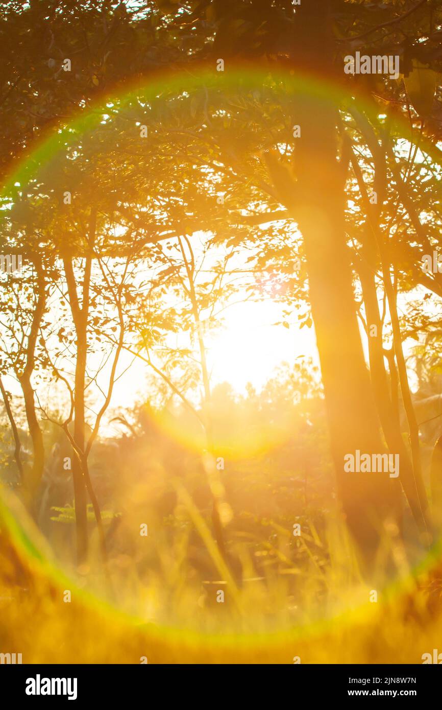 A magical circle of rainbow rays from the sun shines through a forest ...