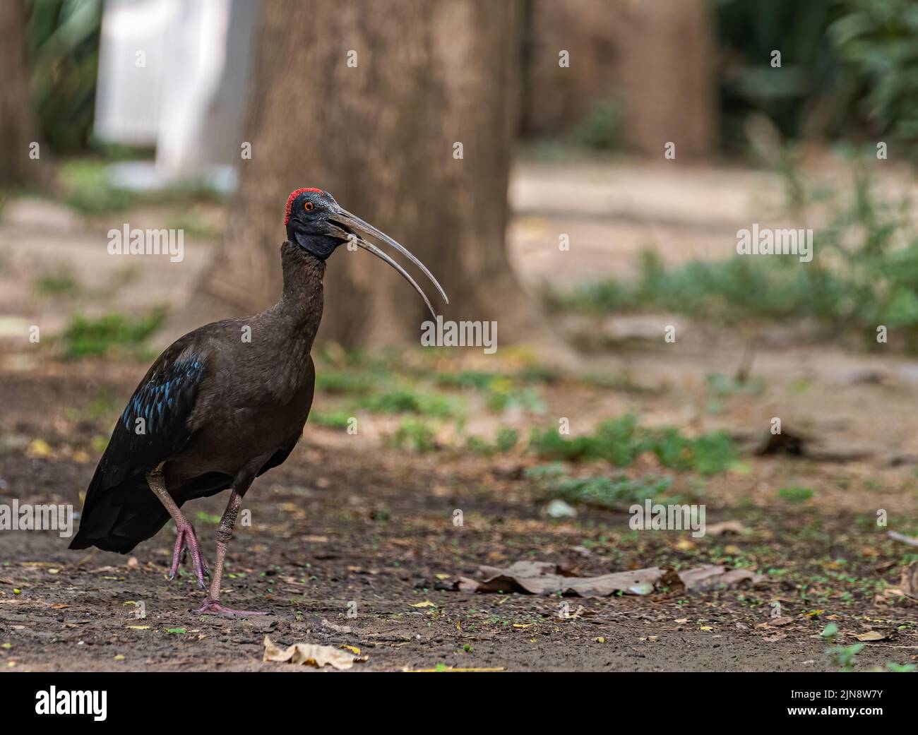 A red-naped Ibis in natural habitat Stock Photo - Alamy