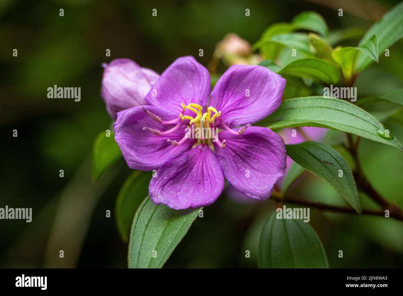 Rhynchanthera grandiflora hi-res stock photography and images - Alamy