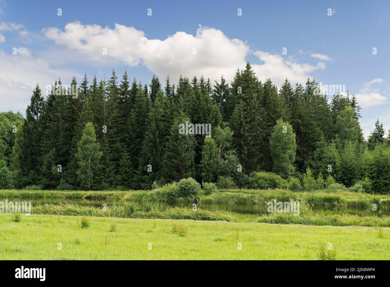 Green forest tree background. Summer landscape with fir forest ...