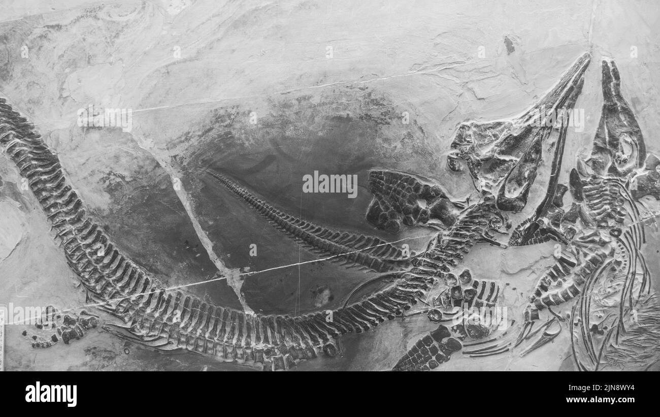 A black and white shot of a dragon fossils on display at the Historical ...