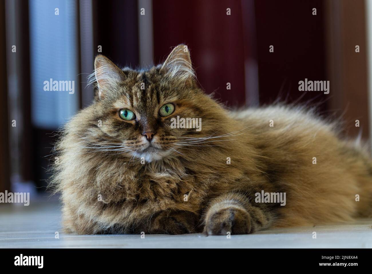 Portrait of siberian cat, male gender and brown hair Stock Photo - Alamy